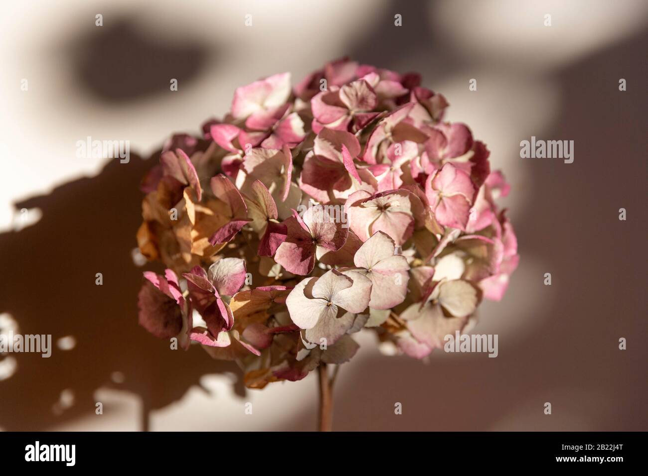 Dry hydrangea in sunset light Stock Photo - Alamy