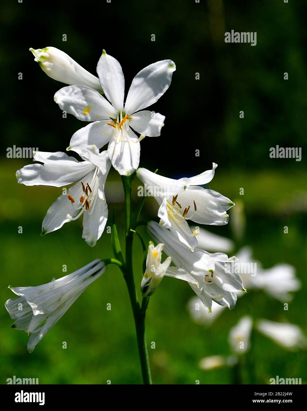 Mountain lily lose up Stock Photo - Alamy