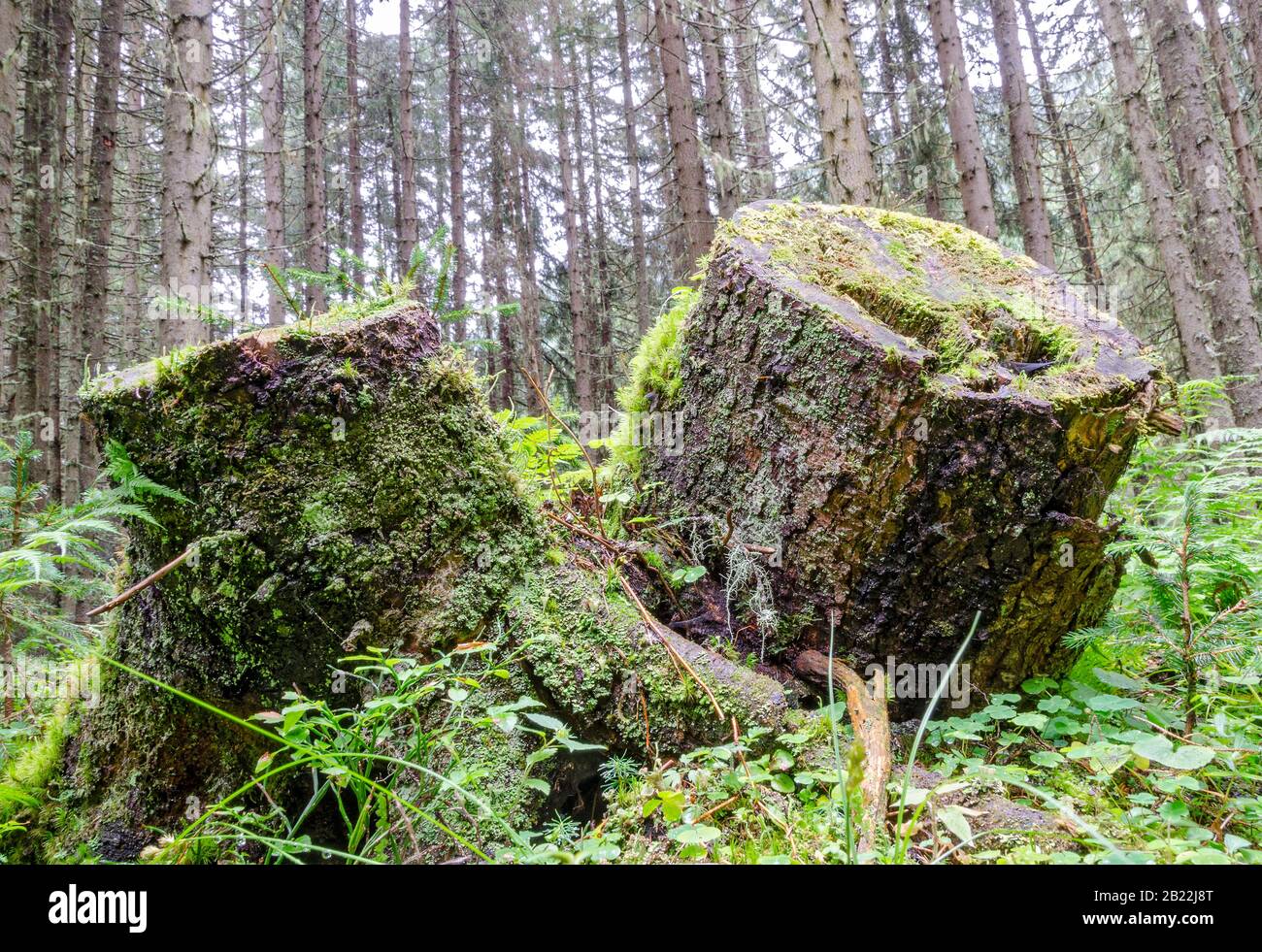 Forest floor overgrown with moss hi-res stock photography and images ...