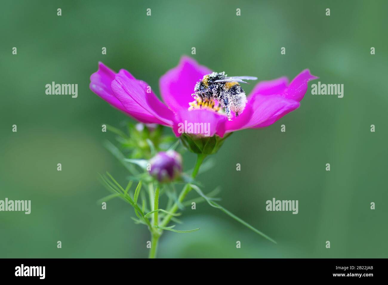 Bumblebee covered with pollen pollinates the flower Stock Photo - Alamy