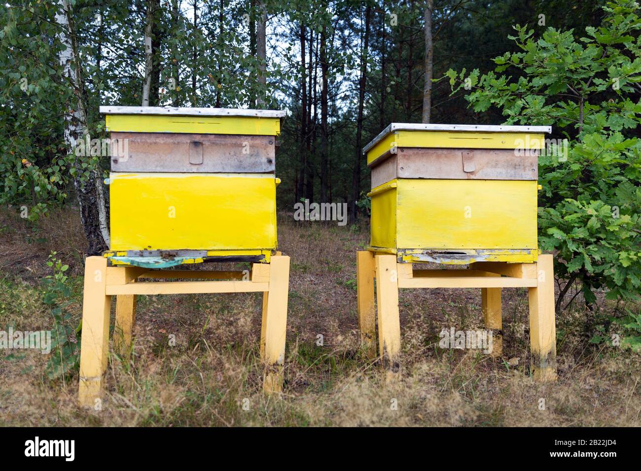 Hives in the forest apiary Stock Photo - Alamy