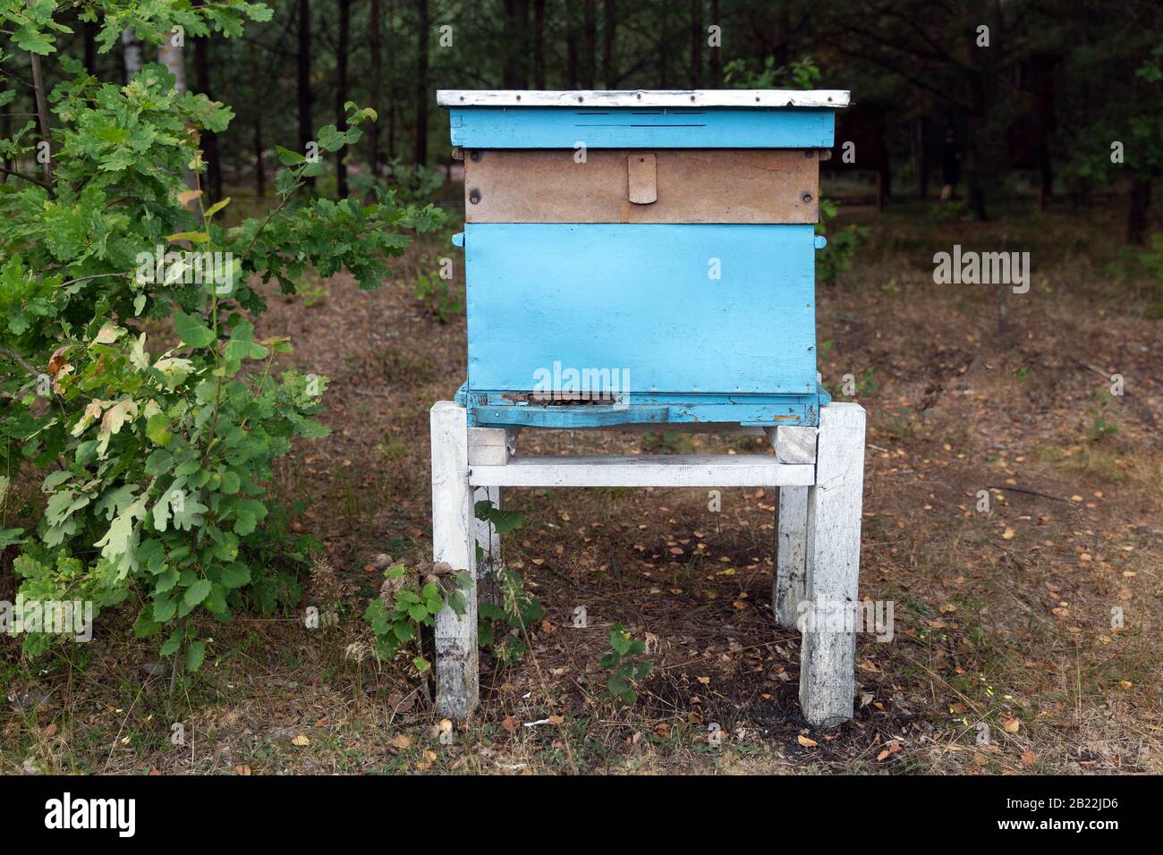 Hive in the forest apiary Stock Photo - Alamy