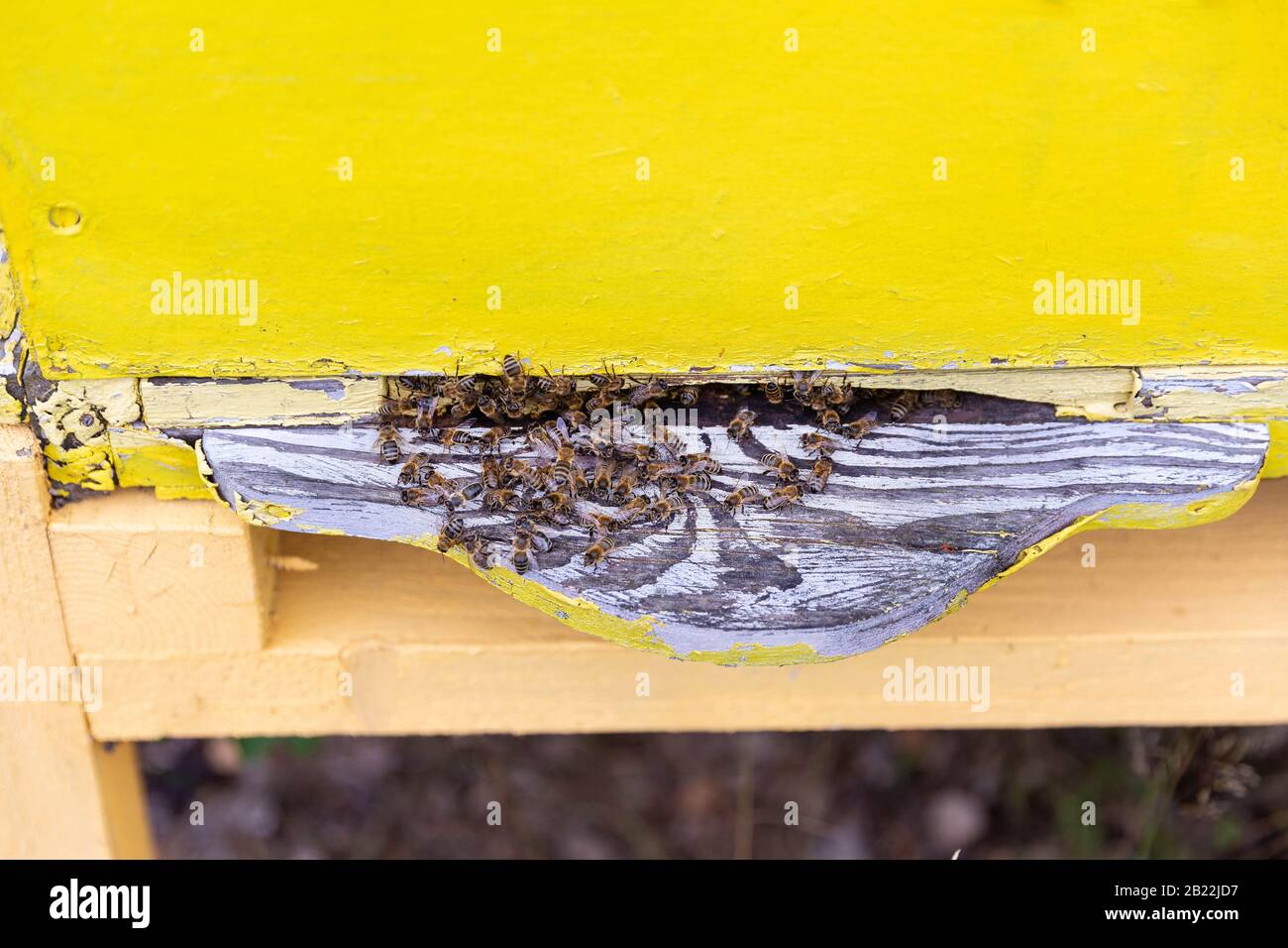Bees at work near hive hi-res stock photography and images - Alamy