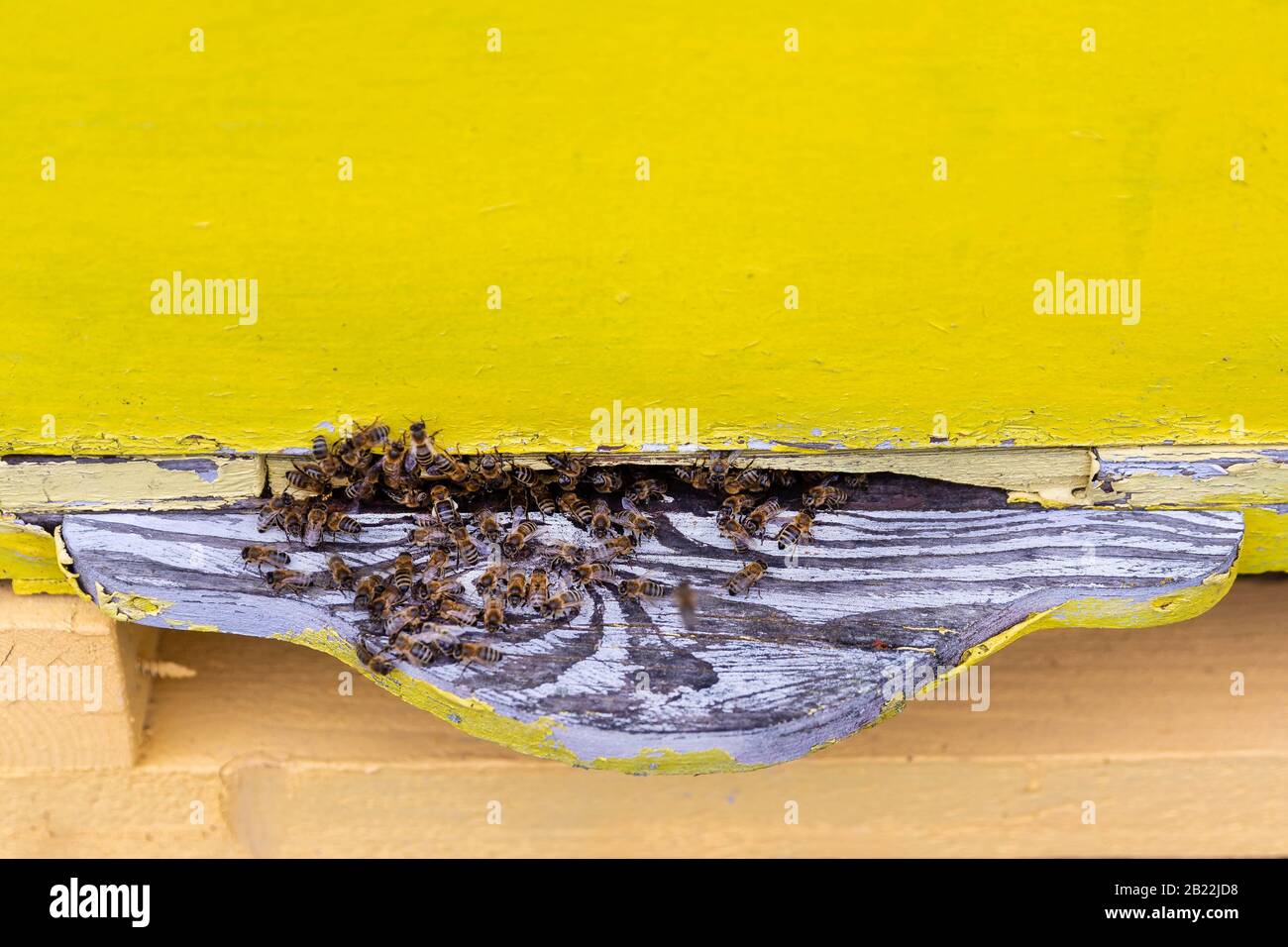 Bees at work near hive hi-res stock photography and images - Alamy