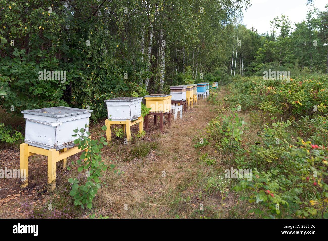 Hives in the forest apiary Stock Photo - Alamy