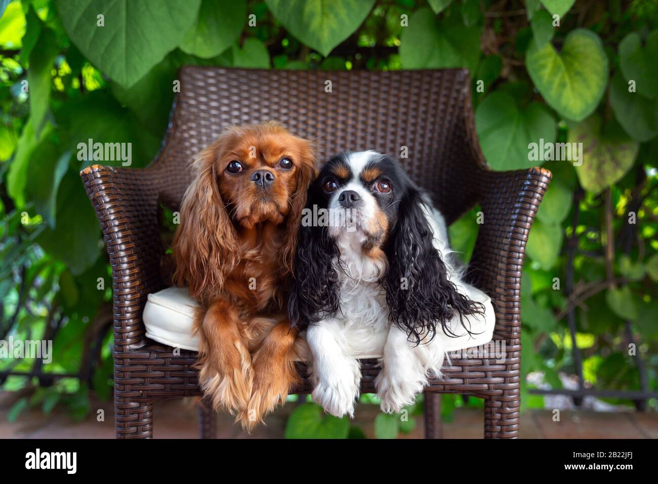 Two cute dogs hi-res stock photography and images - Alamy