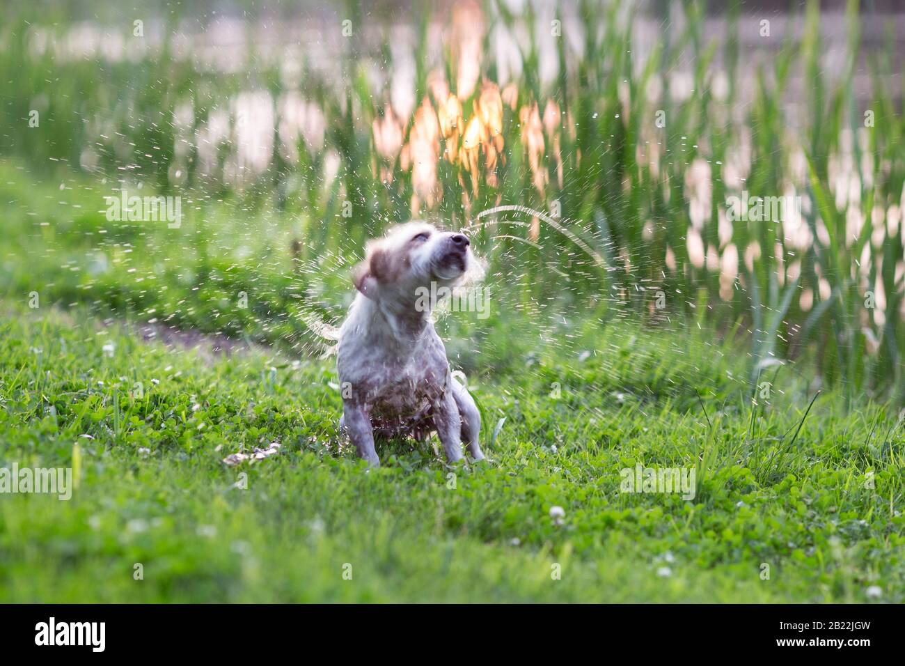 Wet jack russel terrier shakes off the water after swimming in the lake ...
