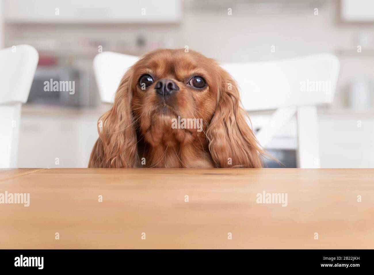 Cute dog sitting behind the kitchen table Stock Photo - Alamy