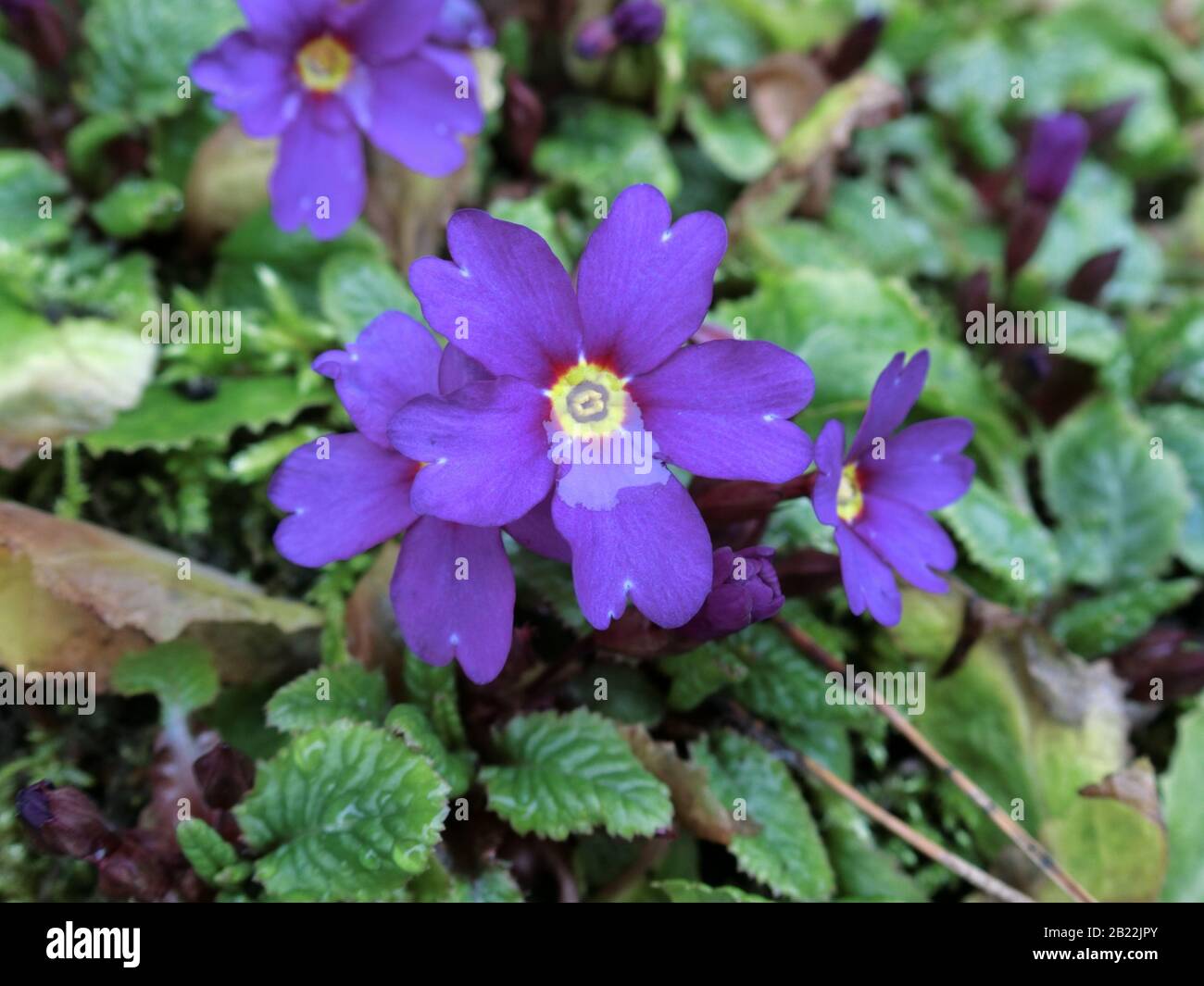 Primula wanda plant hi-res stock photography and images - Alamy