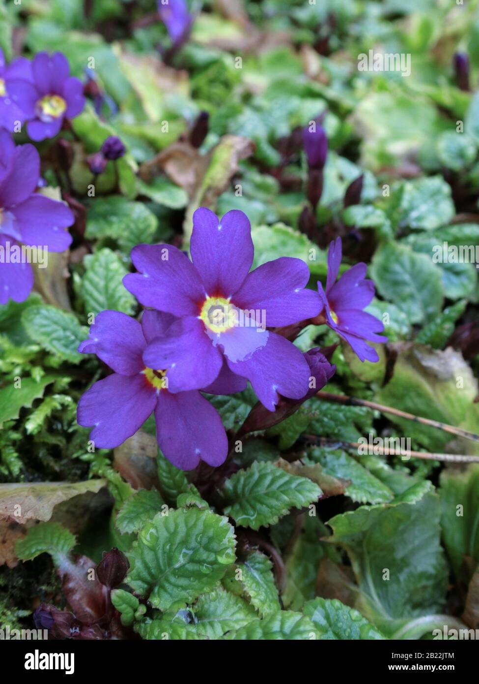 Primula wanda plant hi-res stock photography and images - Alamy