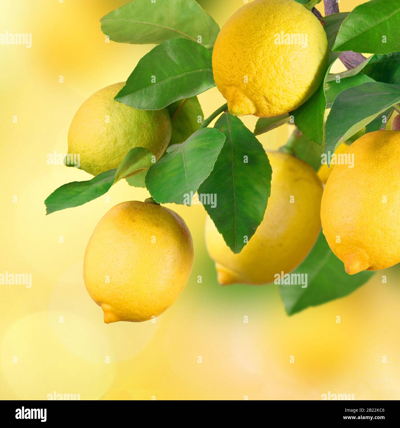 Lemon tree with yellow background Stock Photo - Alamy