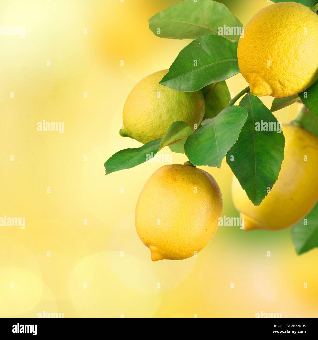 Lemon tree with yellow background Stock Photo - Alamy