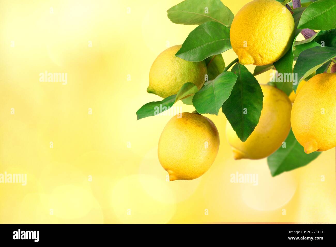 Lemon tree with yellow background Stock Photo - Alamy