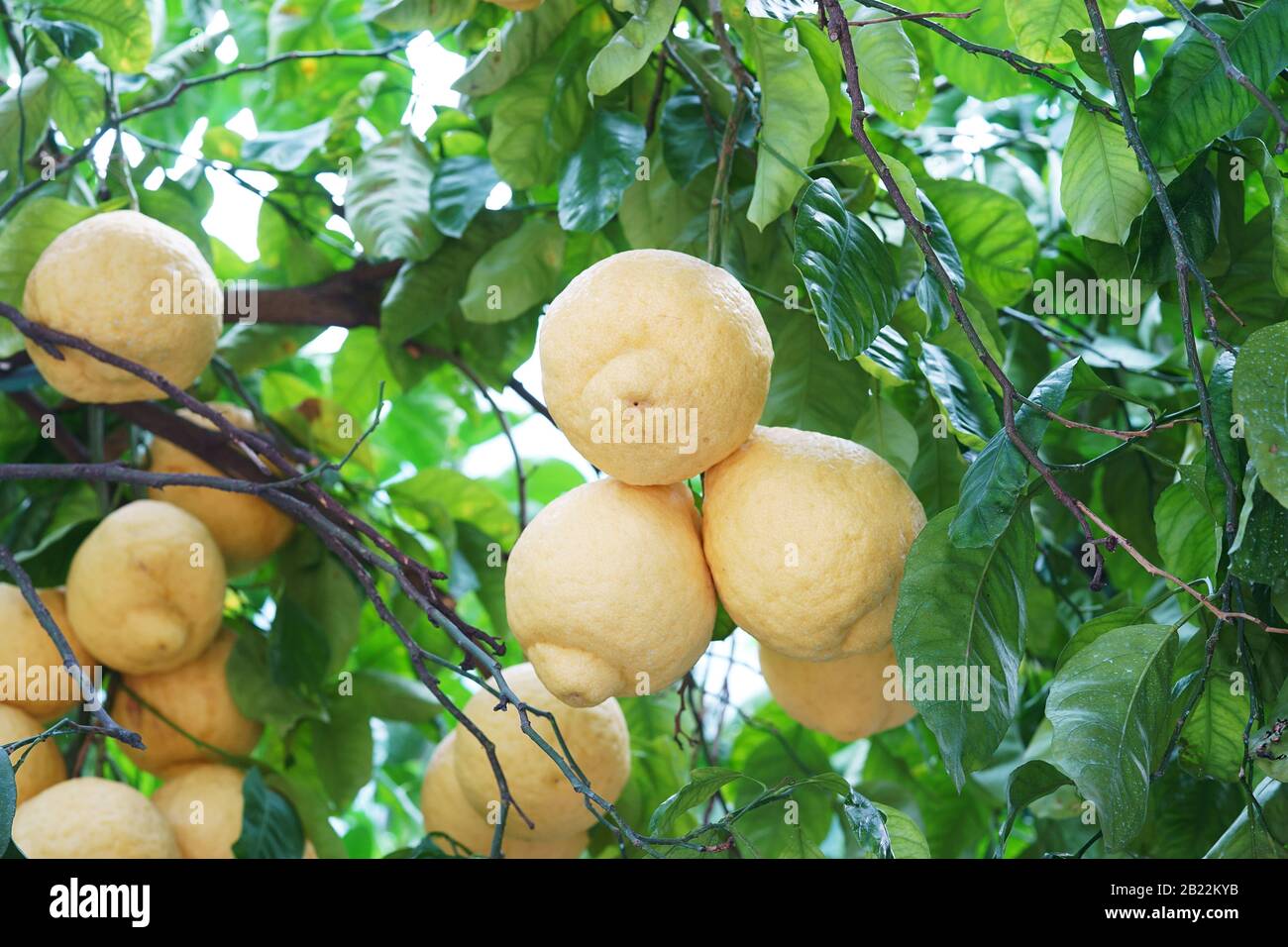 Lemon tree grove hi-res stock photography and images - Alamy