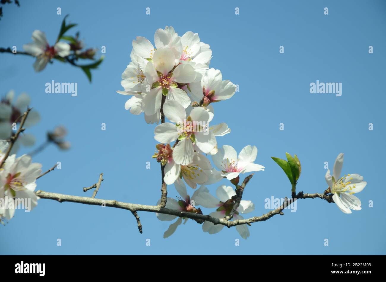 Floral backgrounds images hi-res stock photography and images - Alamy