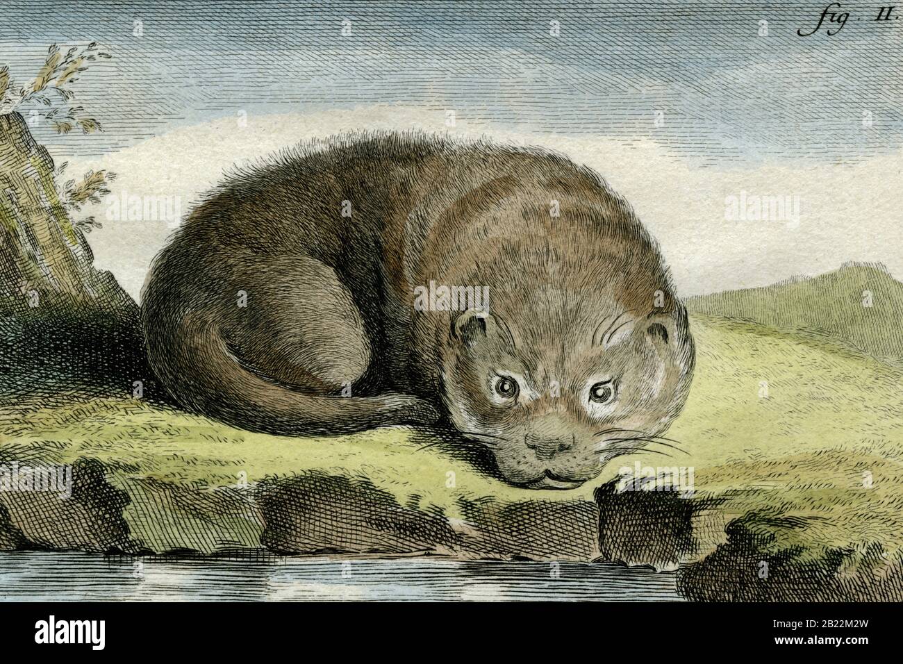 Habitat de la loutre hi-res stock photography and images - Alamy