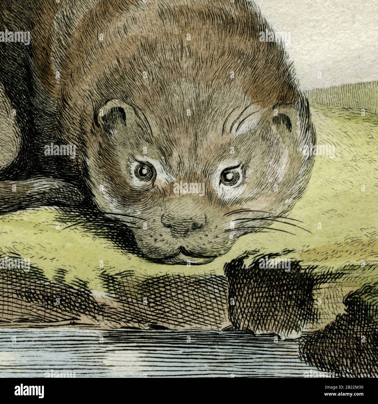 Habitat de la loutre hi-res stock photography and images - Alamy