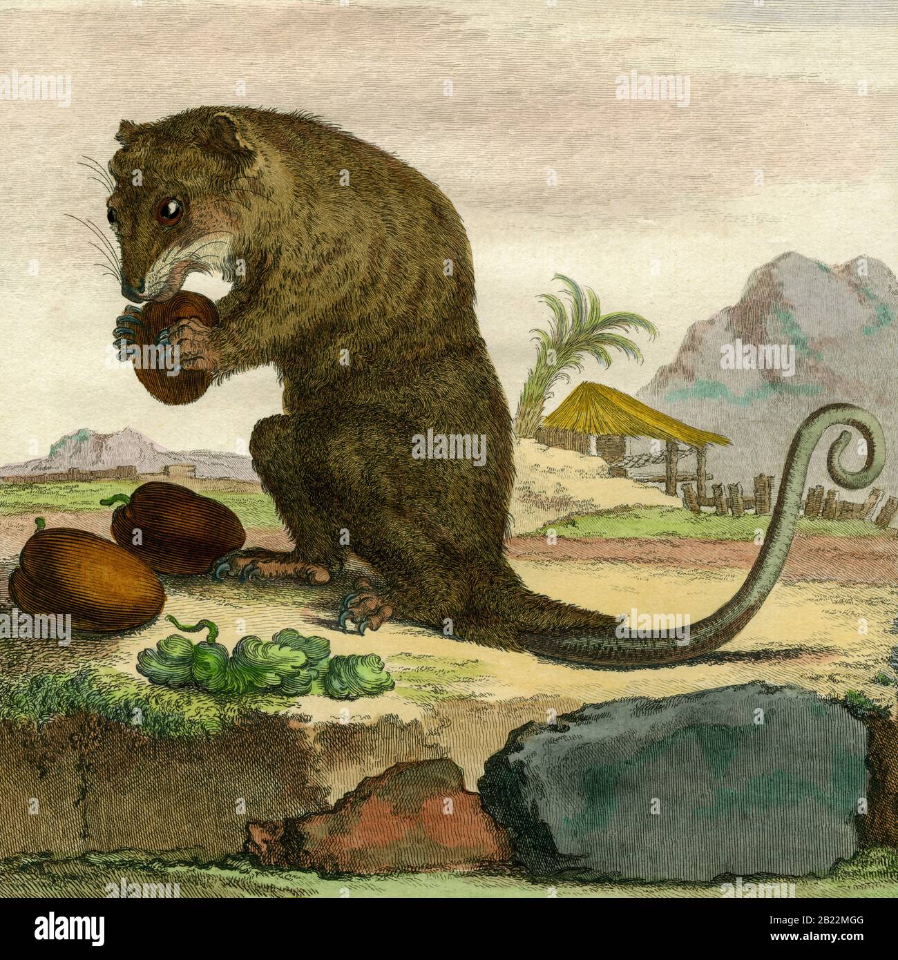 Original mammal of south america hi-res stock photography and images ...