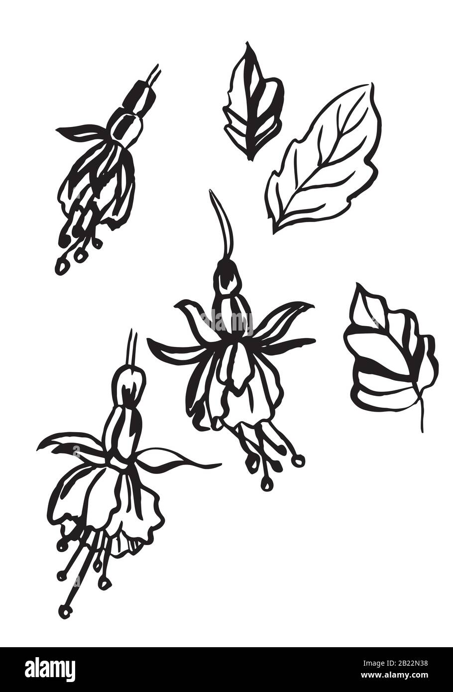 Fuschia Flower Drawing