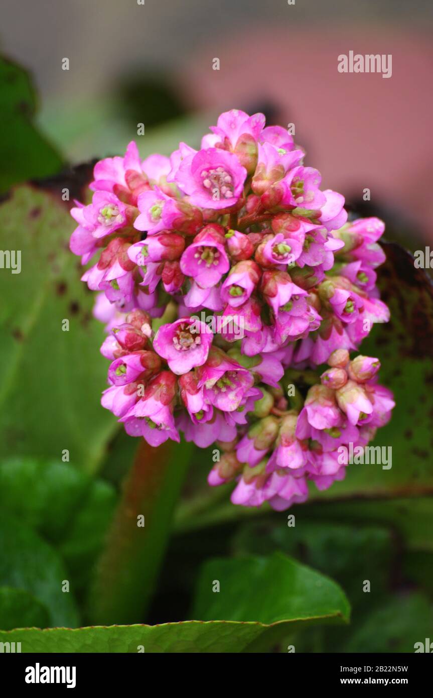 Bergenia winter leaves hi-res stock photography and images - Alamy