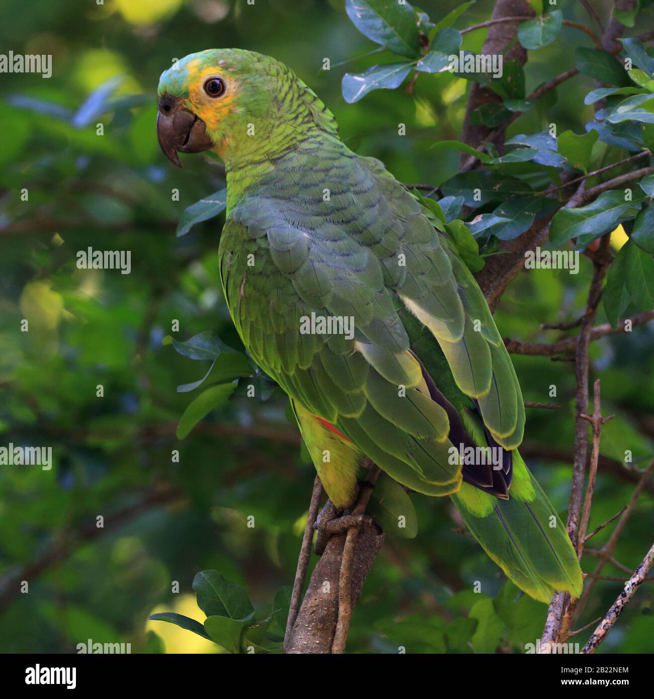 free full body picture of a wild parrot (Turquoise-fronted Parrot Stock ...
