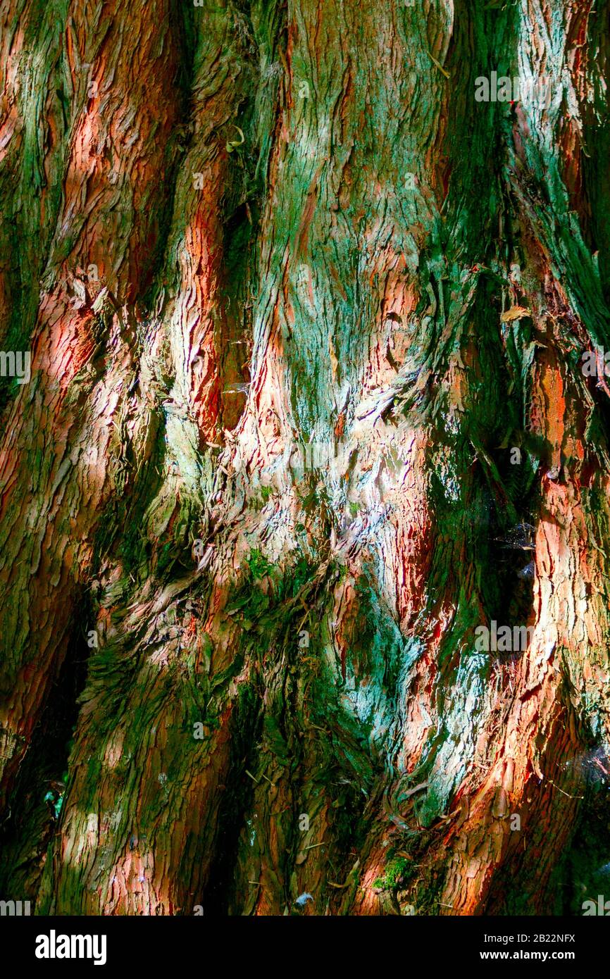 detail of tree trunk Stock Photo - Alamy