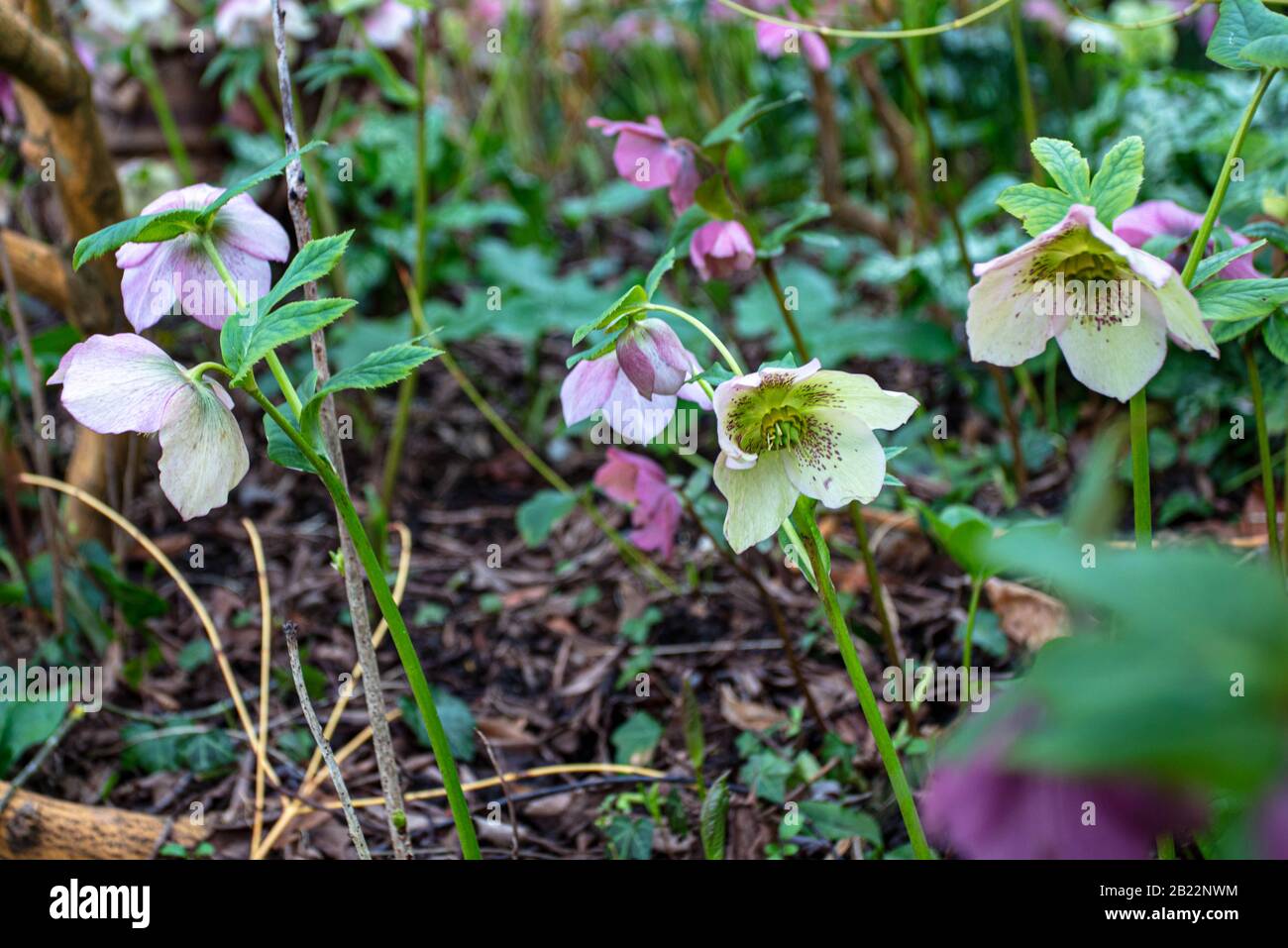 Helibore flowers in the garden Stock Photo - Alamy