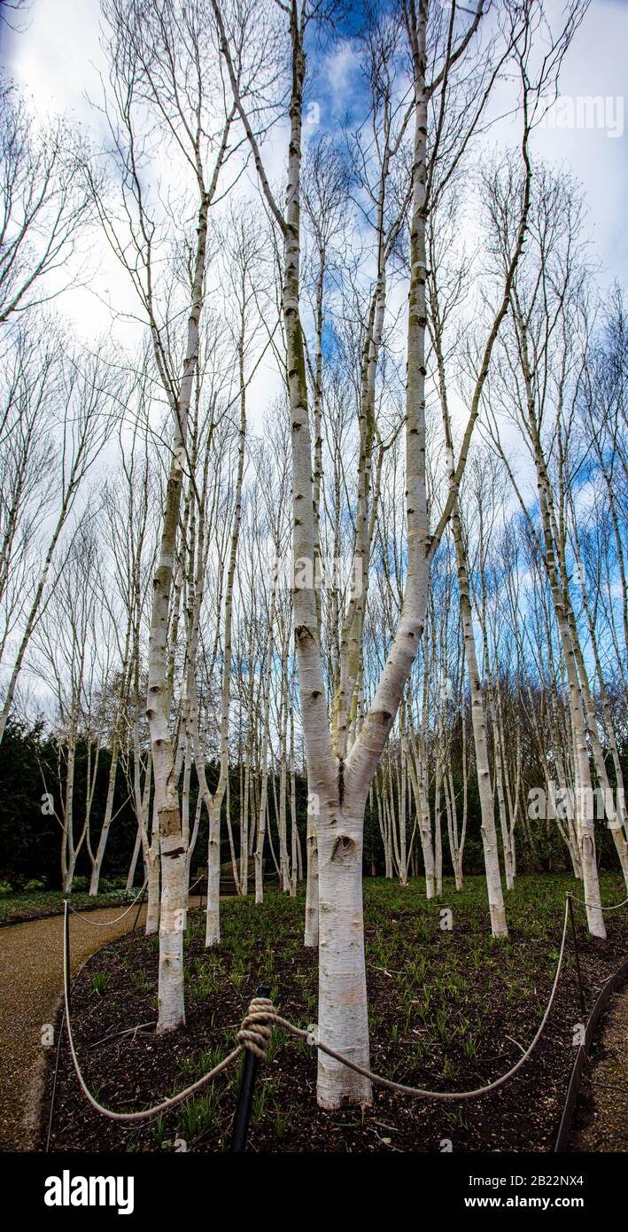 Pattern white birch trees hi-res stock photography and images - Alamy