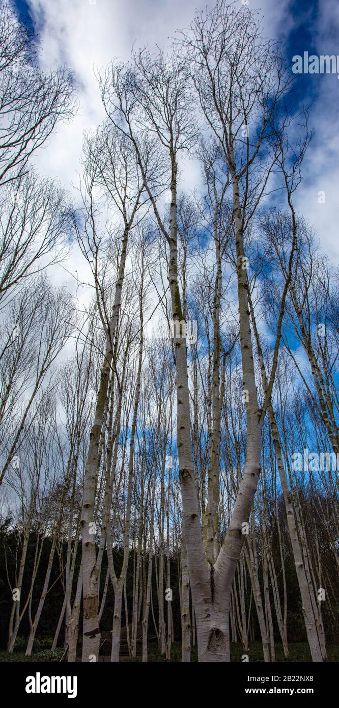 Silver birch trees winter hi-res stock photography and images - Alamy
