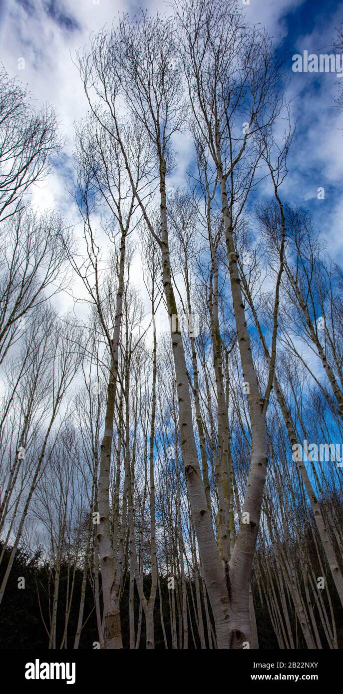 Silver birch trees winter hi-res stock photography and images - Alamy