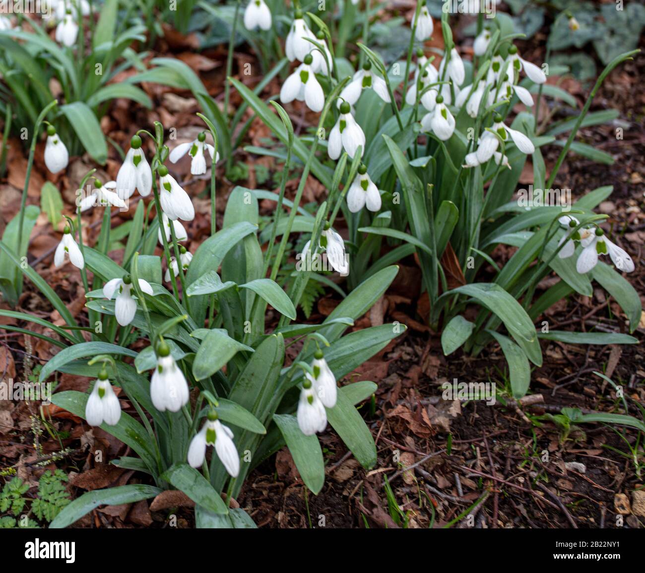 A carpet of Snow Drops Stock Photo - Alamy