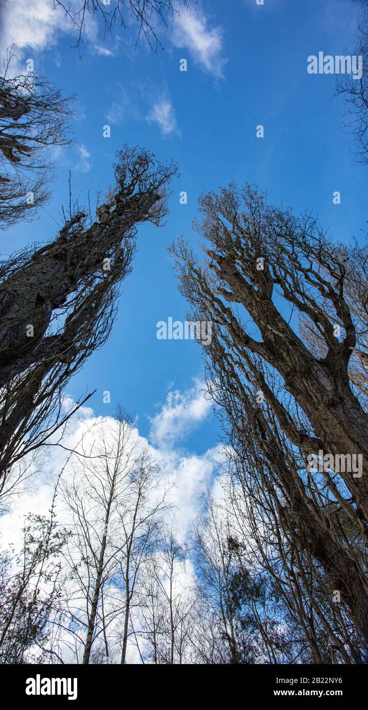 Tall Trees in the Winter Stock Photo - Alamy