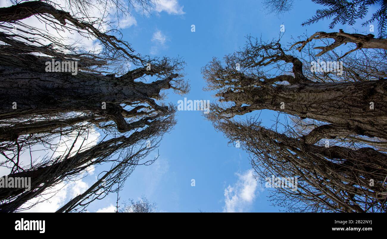 Two Tall Trees High Resolution Stock Photography and Images - Alamy