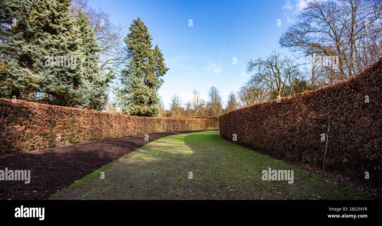 A curved Formal Beech Hedge Stock Photo - Alamy
