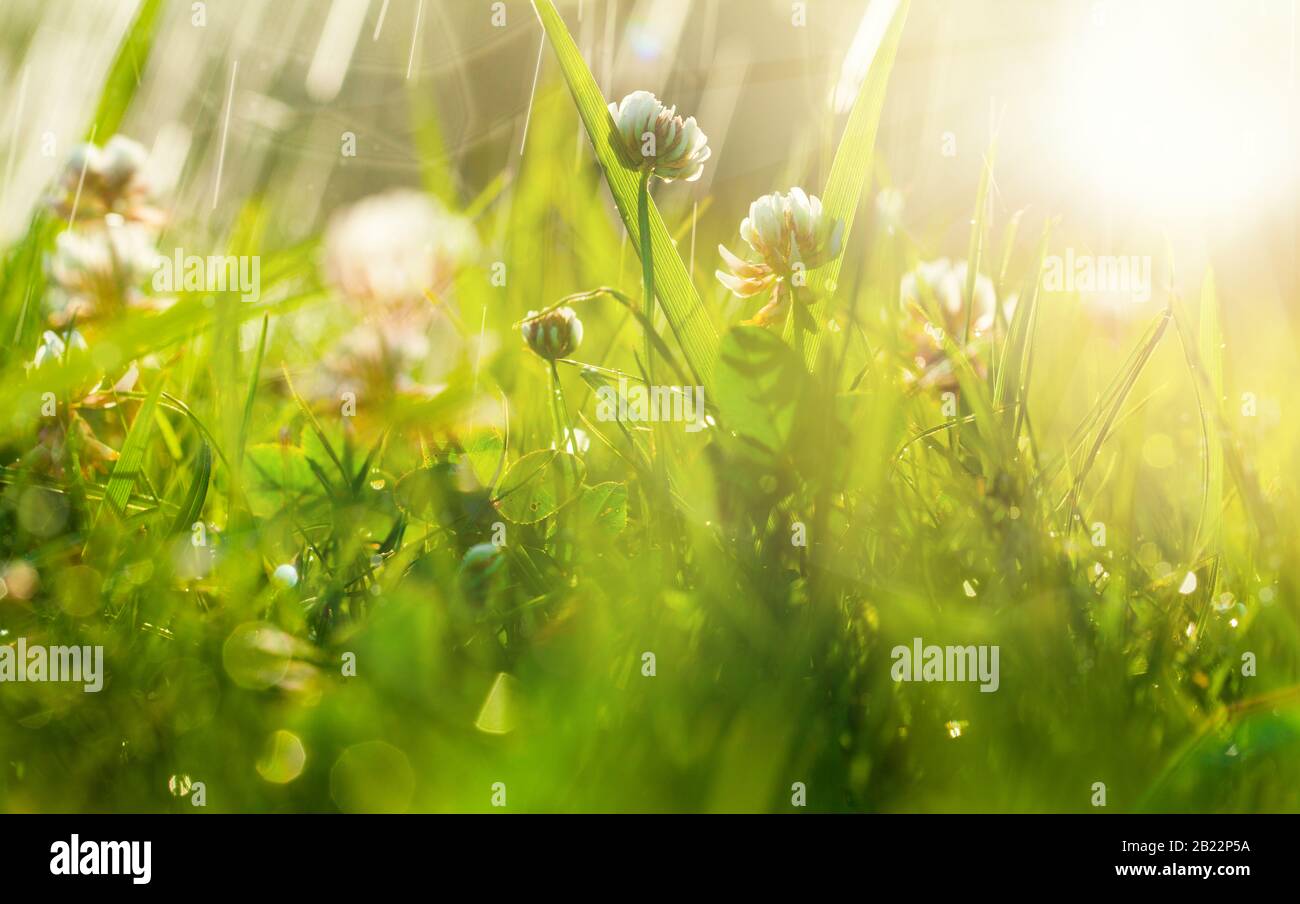 Art Spring Natural Green Background, Clover Flowers after rain Stock ...