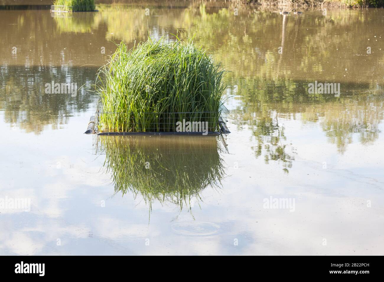 Man made reed beds for ducks to nest Stock Photo - Alamy