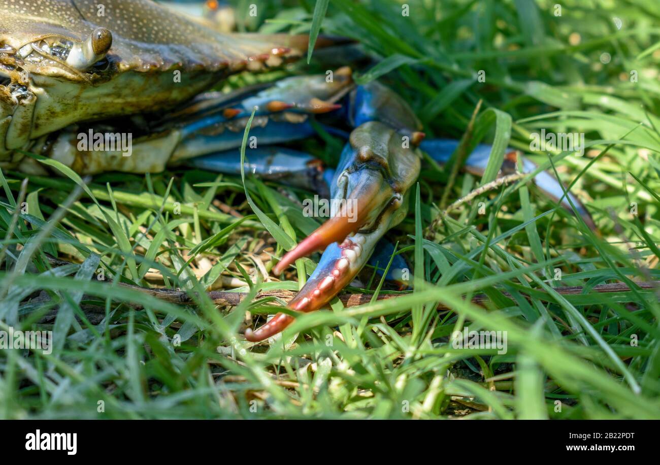 Callinectes Sapidus High Resolution Stock Photography and Images - Alamy