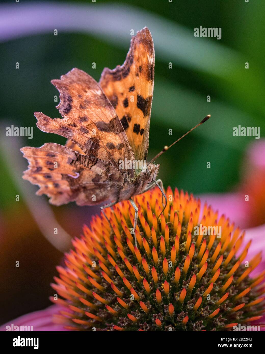 Pink butterfly species hi-res stock photography and images - Alamy