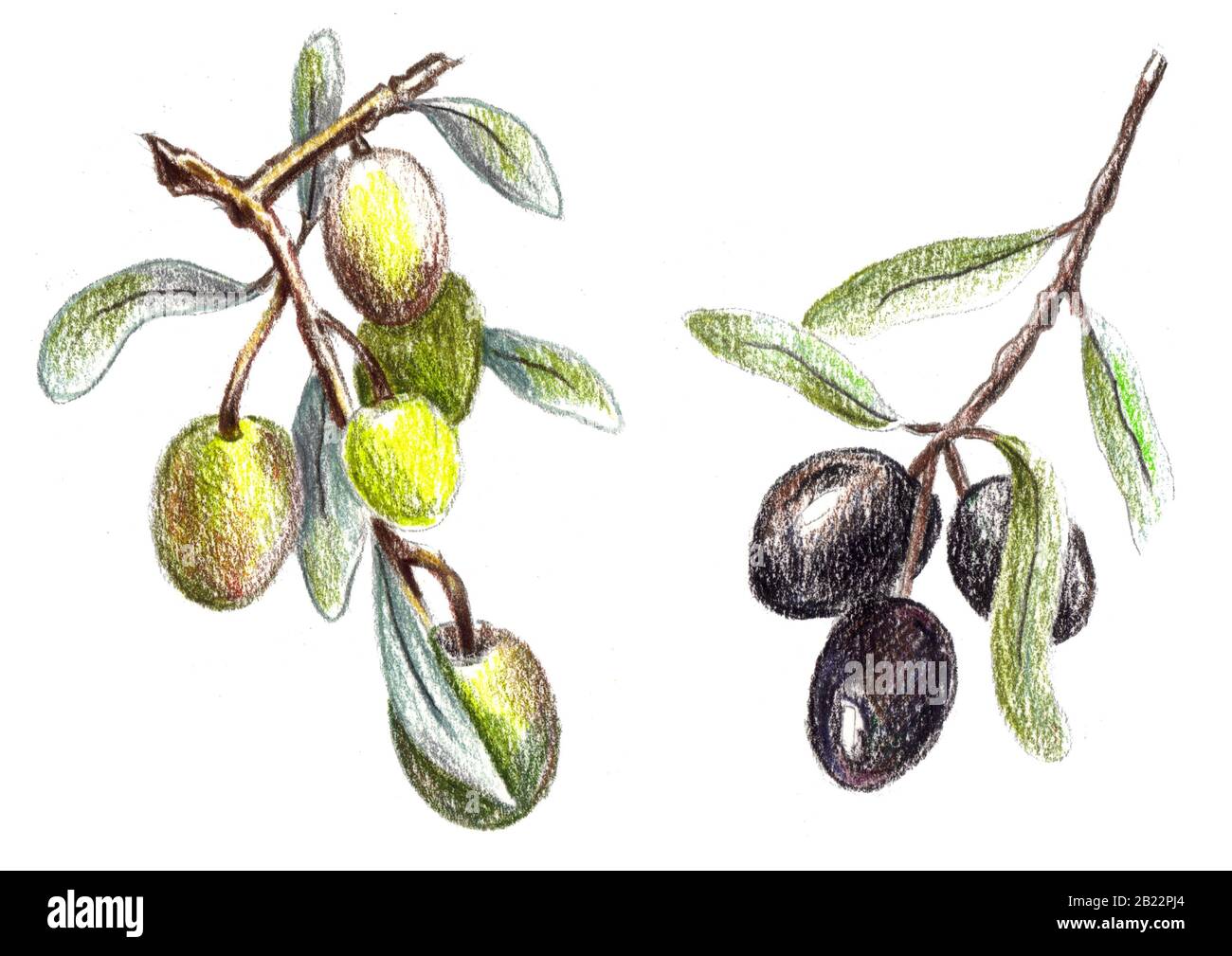 Fresh olives, hand drawn with pencil. Illustration for menu restaurant ...