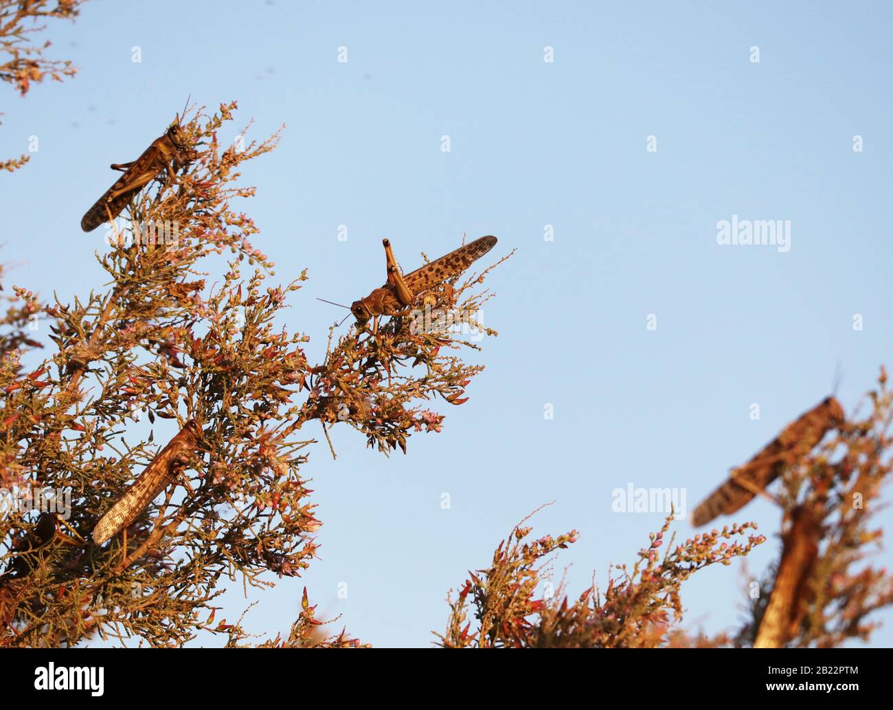Desert locust gregarious phase hi-res stock photography and images - Alamy