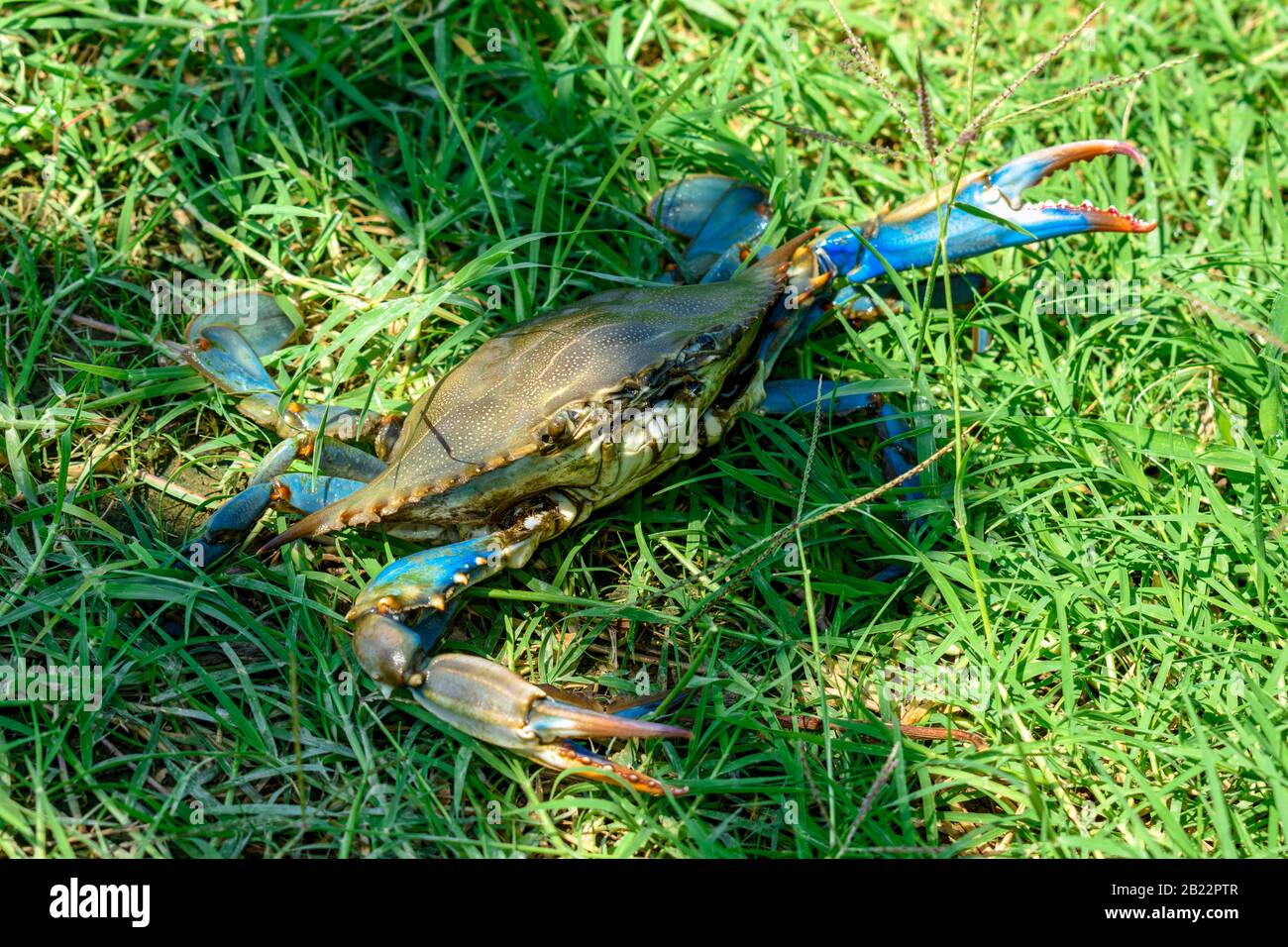 Blue crab ( Callinectes sapidus ) on grass Stock Photo - Alamy