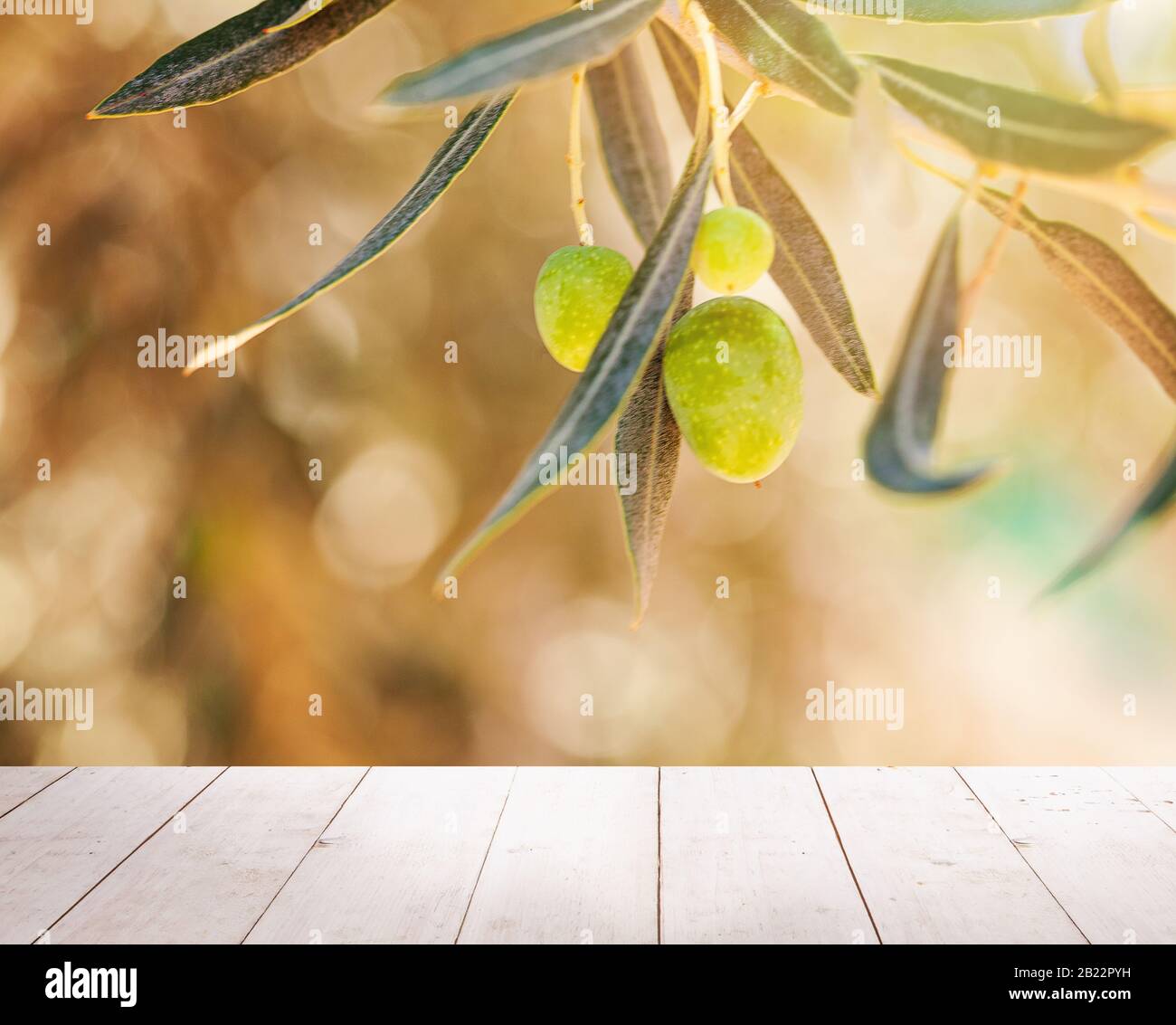 View from wooden terrace. Olives with leaves on olive tree. Season ...