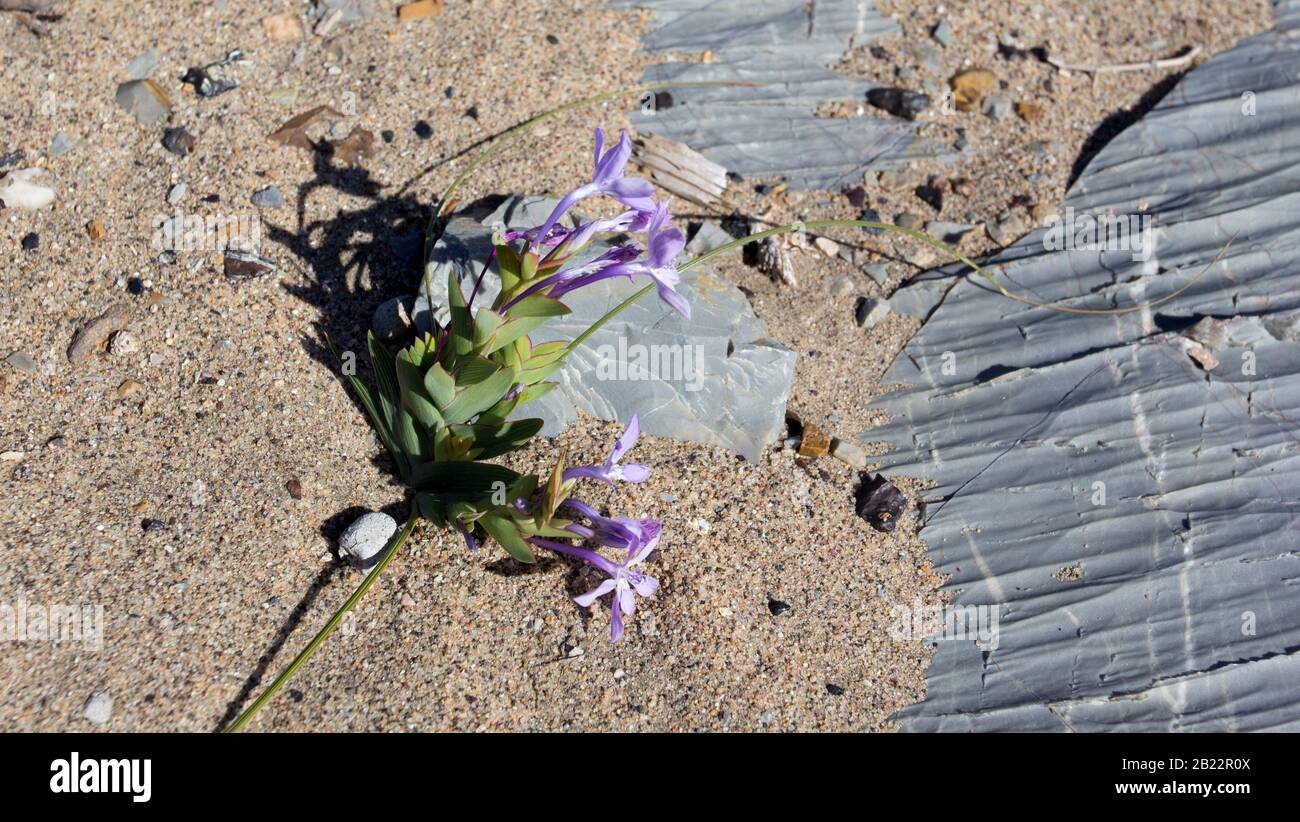 Plants after rain in Namibia desert, Namibia Stock Photo - Alamy