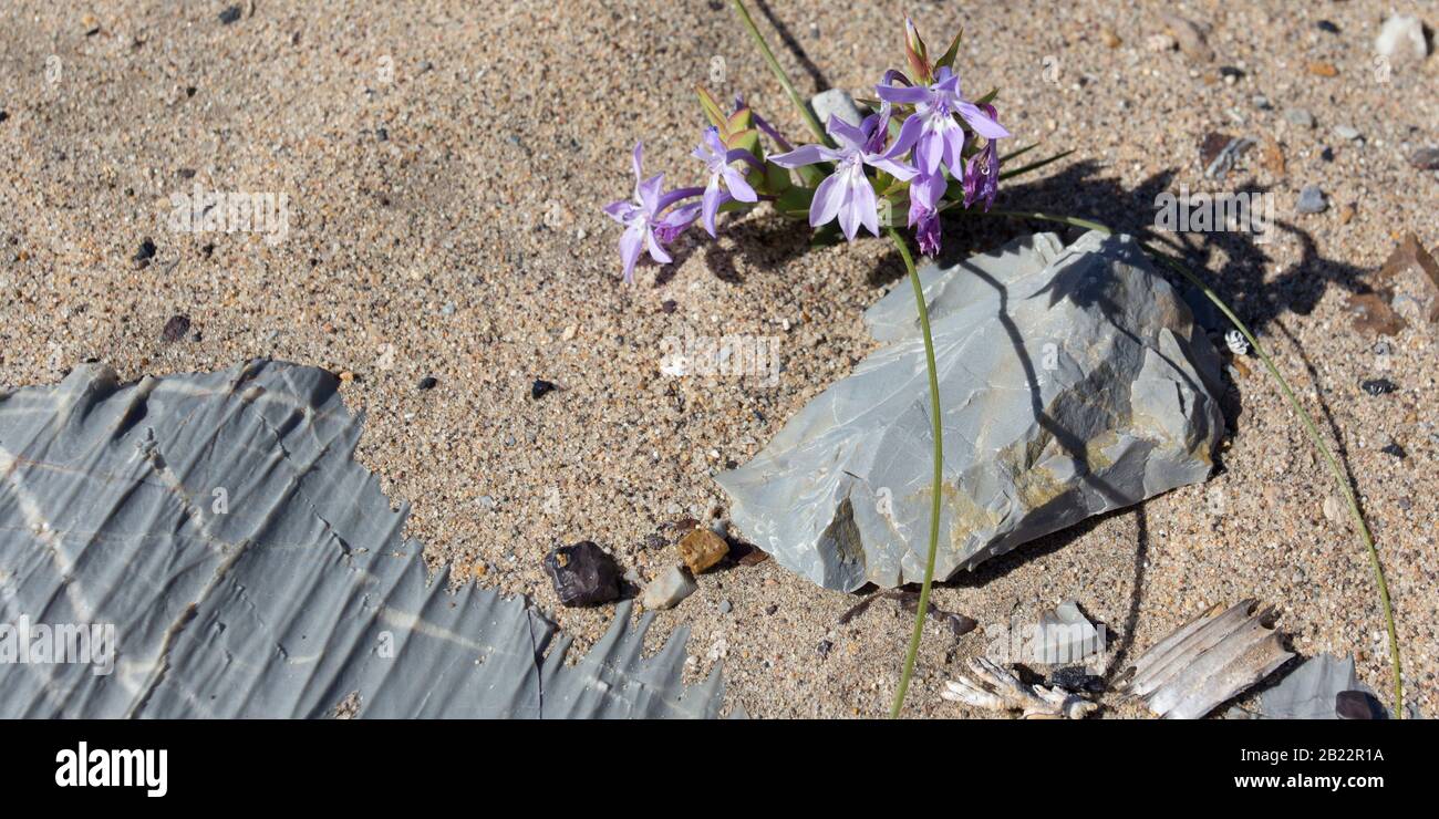 Plants after rain in Namibia desert, Namibia Stock Photo - Alamy