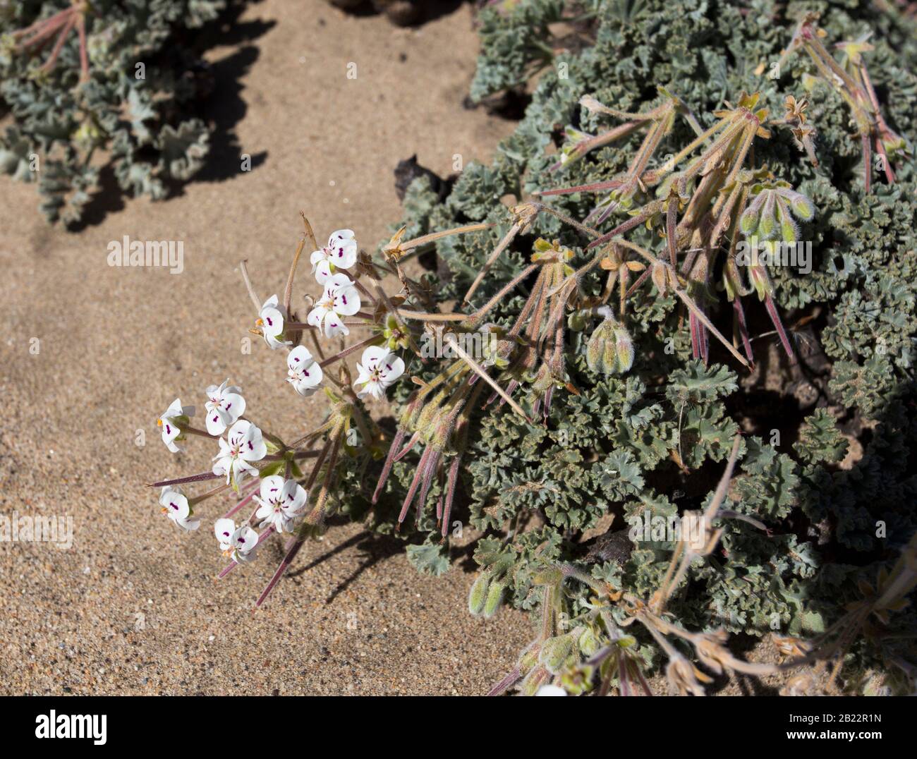 Plants after rain in Namibia desert, Namibia Stock Photo - Alamy