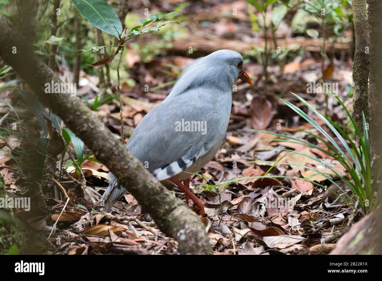 Cagou bird hi-res stock photography and images - Alamy