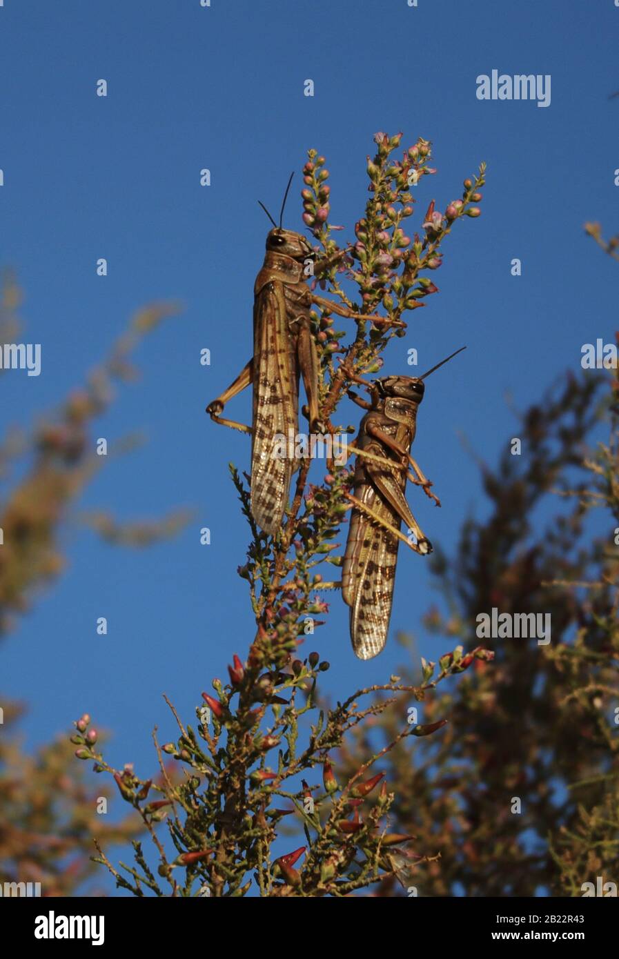 Desert locust gregarious phase hi-res stock photography and images - Alamy