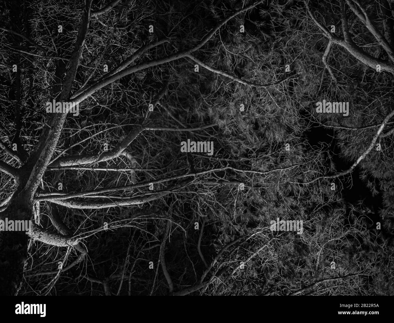 Intertwining of night tree branches Stock Photo - Alamy