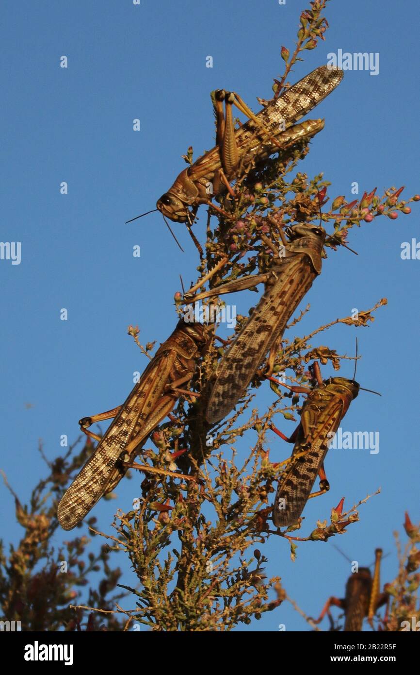 Locust swarm hi-res stock photography and images - Alamy