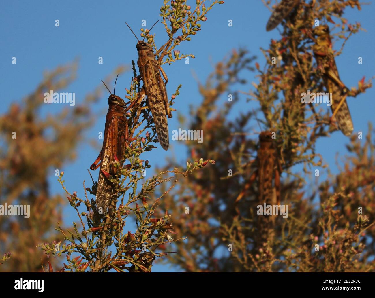 Migrating Locusts High Resolution Stock Photography and Images - Alamy